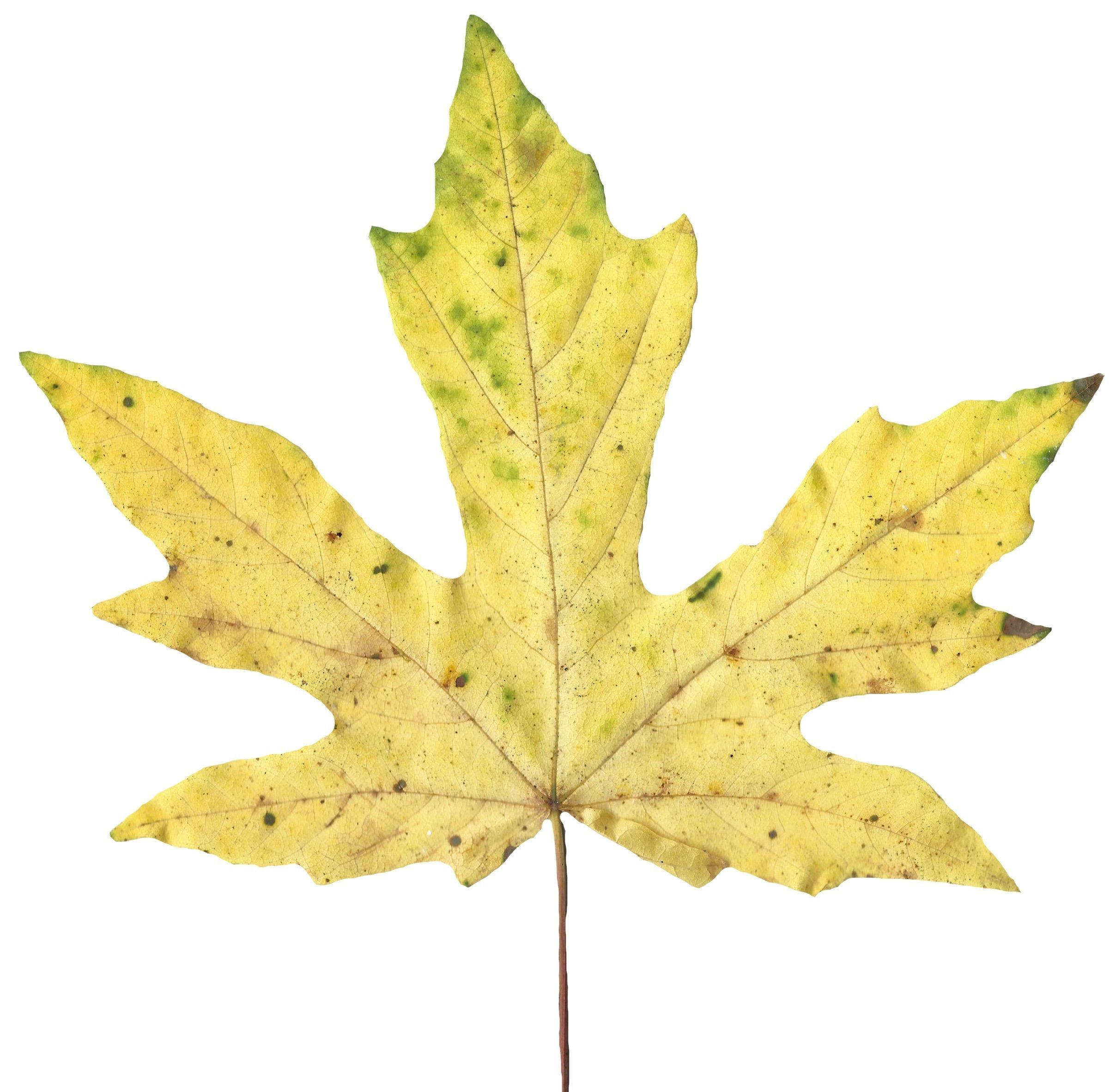 Bigleaf Maple Leaf Texture Pack - 19 Textures free Texture | CGTrader