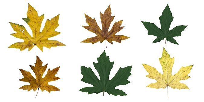 Bigleaf Maple Leaf Texture Pack - 19 Textures free Texture | CGTrader