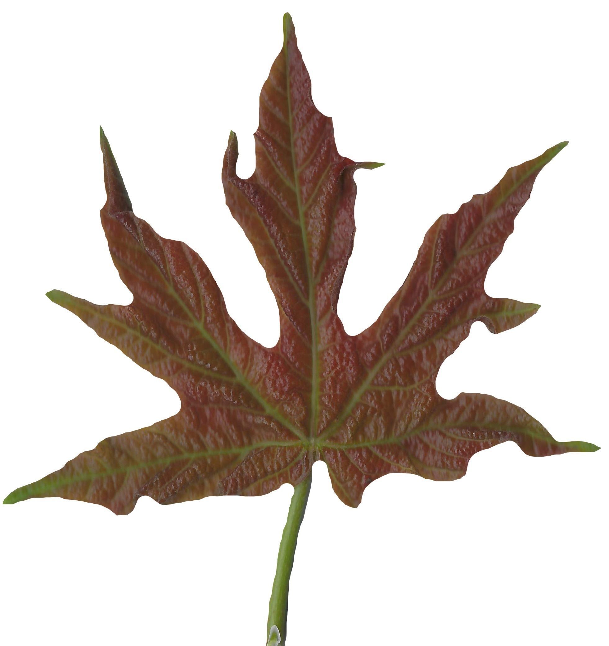 Bigleaf Maple Leaf Texture Pack - 19 Textures free Texture | CGTrader