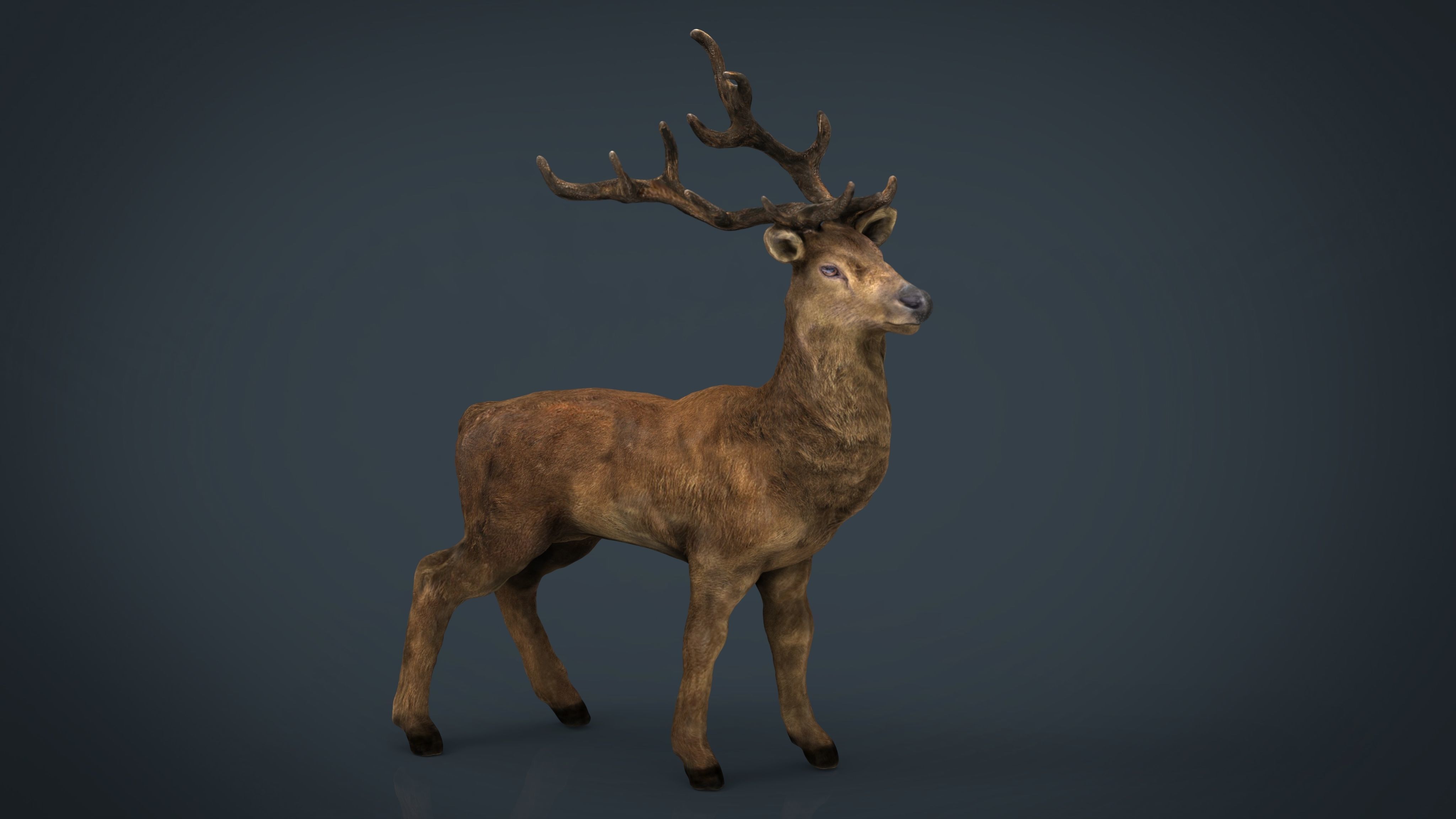 3D model Realistic Deer VR / AR / low-poly | CGTrader