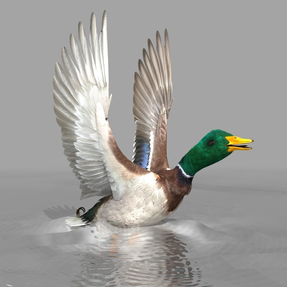 Mallard Duck 3D model animated rigged | CGTrader