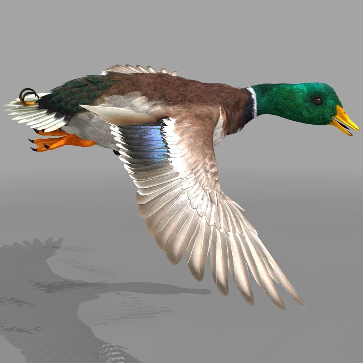 Mallard Duck 3D model animated rigged | CGTrader