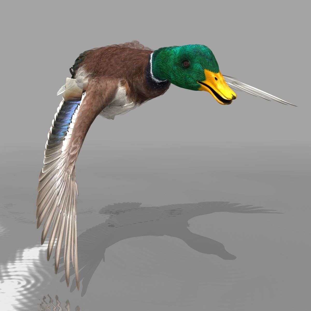 Mallard Duck 3D model animated rigged | CGTrader