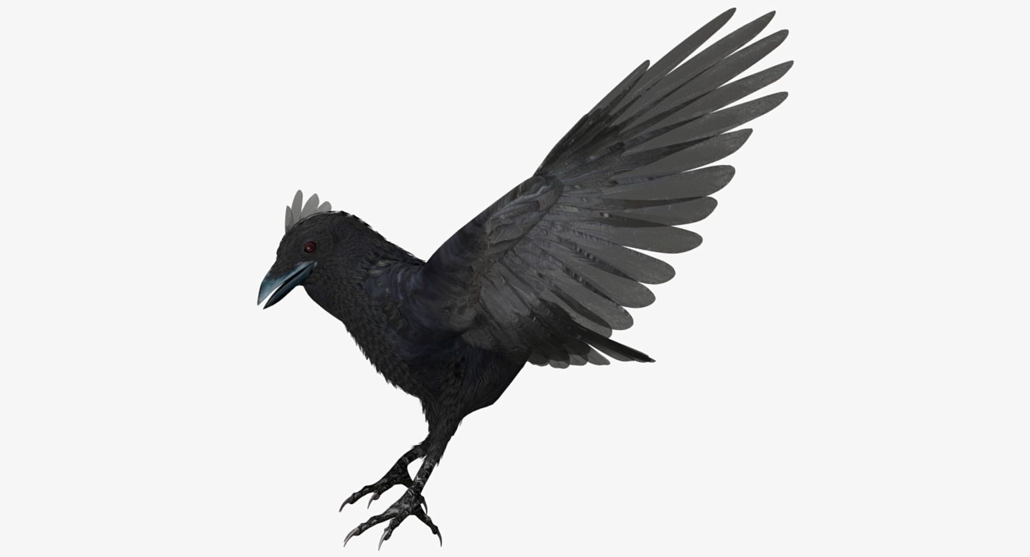 Crow - rigged - animated - Standard - PBR - VRAY Low-poly 3D model ...