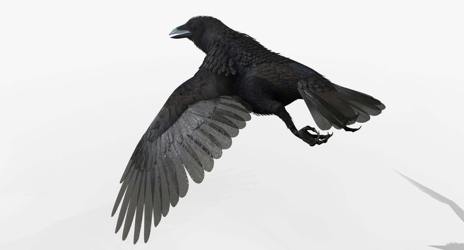 Crow - rigged - animated - Standard - PBR - VRAY Low-poly 3D model ...