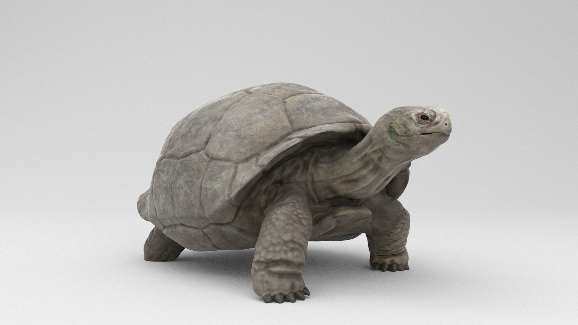 3D model Galapagos Tortoise VR / AR / low-poly rigged animated | CGTrader