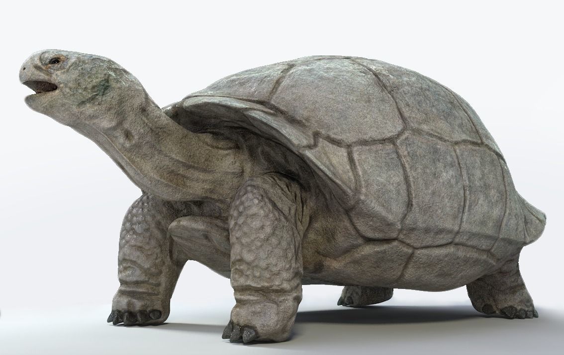 3D model Galapagos Tortoise VR / AR / low-poly rigged animated | CGTrader