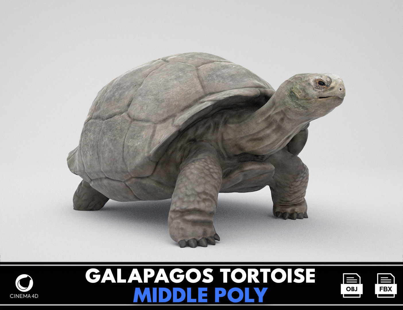 3D model Galapagos Tortoise VR / AR / low-poly rigged animated | CGTrader