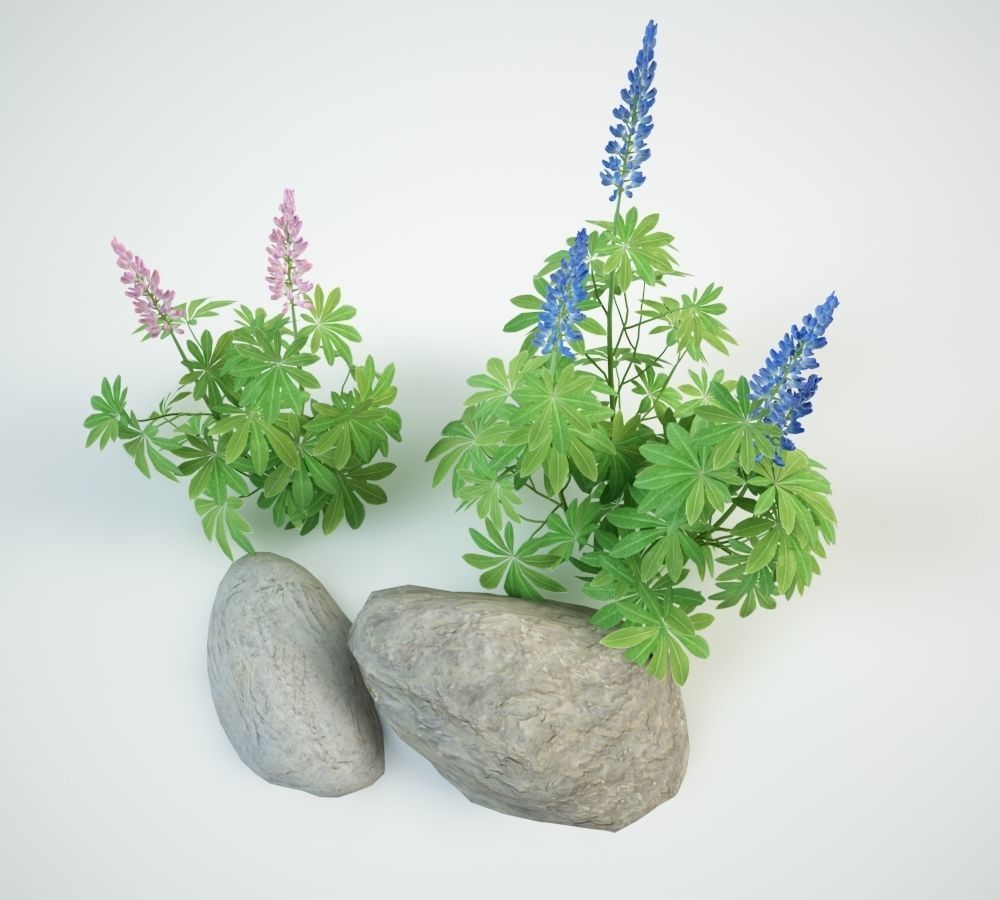 lupine composition 3D model | CGTrader