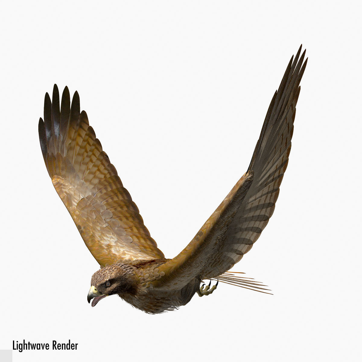 Red Tailed Hawk - rigged - animated 3D model animated rigged | CGTrader