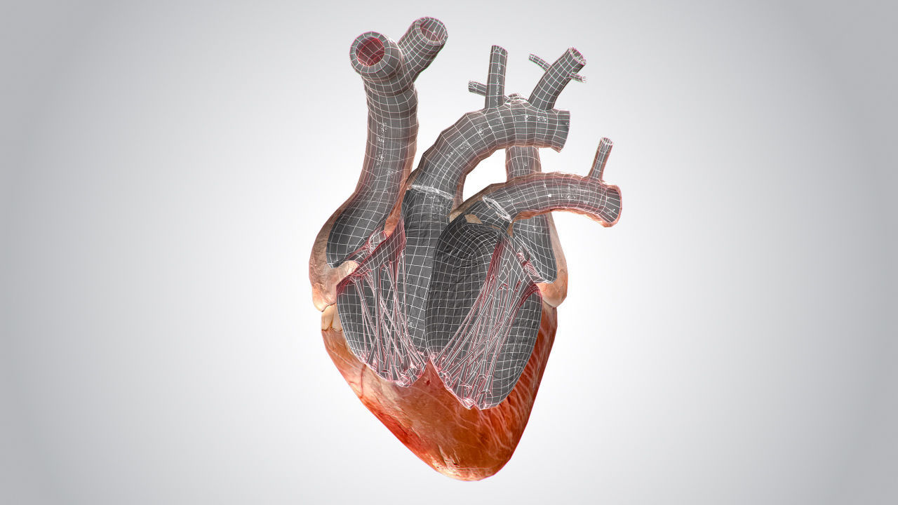 3D model Heart human VR / AR / low-poly rigged animated | CGTrader