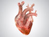 3D model Heart human VR / AR / low-poly rigged animated | CGTrader