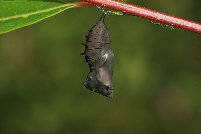 3D model Chrysalis 4 VR / AR / low-poly | CGTrader