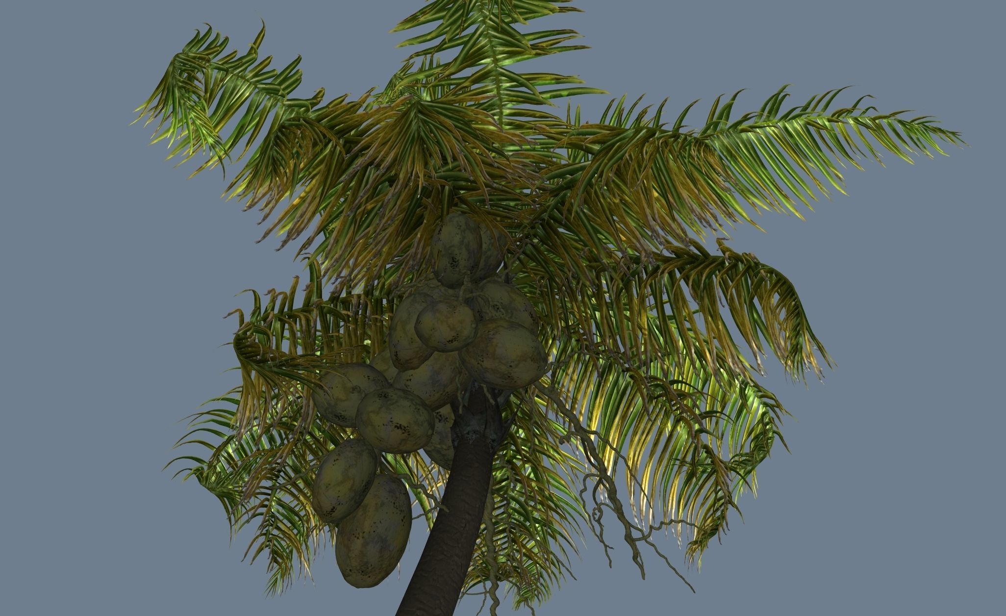 Loop Wind Coconut Palm tree free 3D model animated rigged | CGTrader
