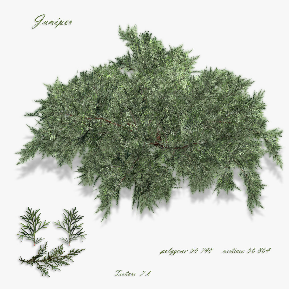 Juniper 3D model architecture | CGTrader