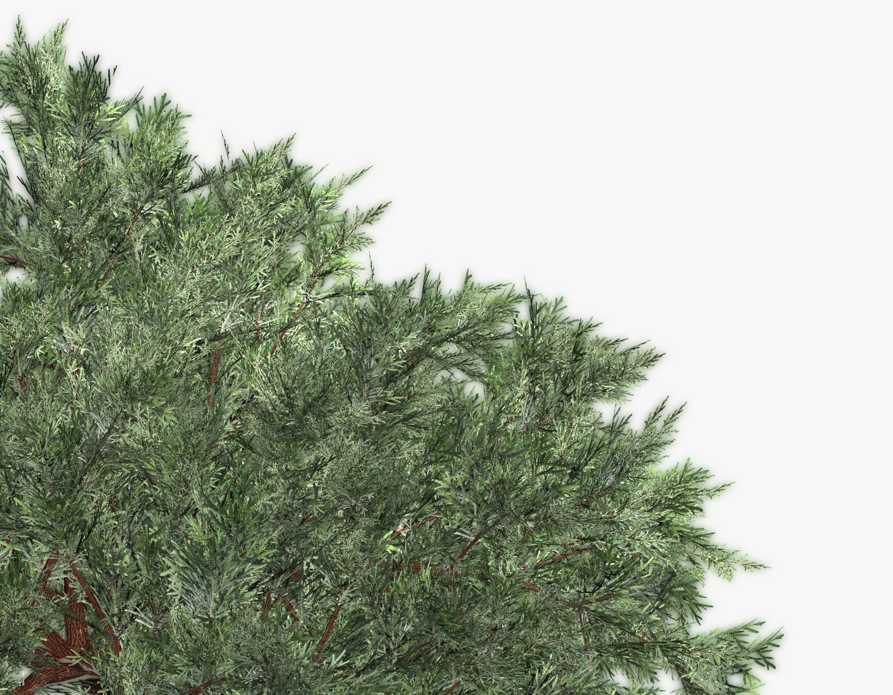 Juniper 3D model | CGTrader