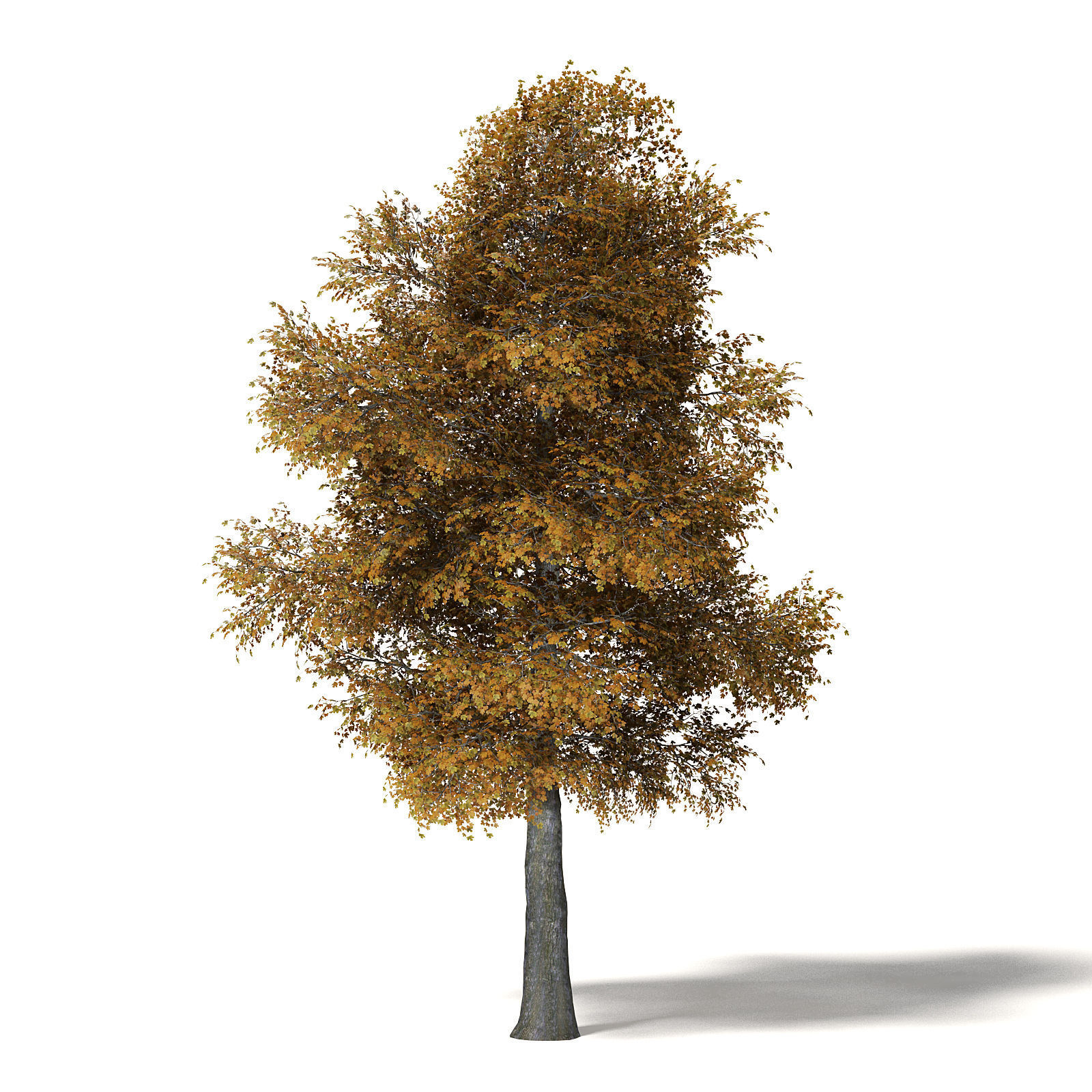 Field Maple 3D Model 12m 3D model | CGTrader