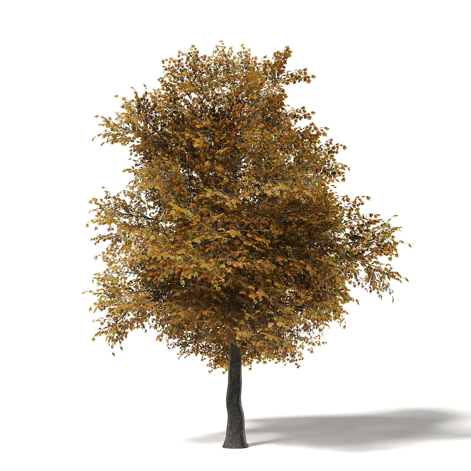 Field Maple 3D Model 8m 3D model | CGTrader