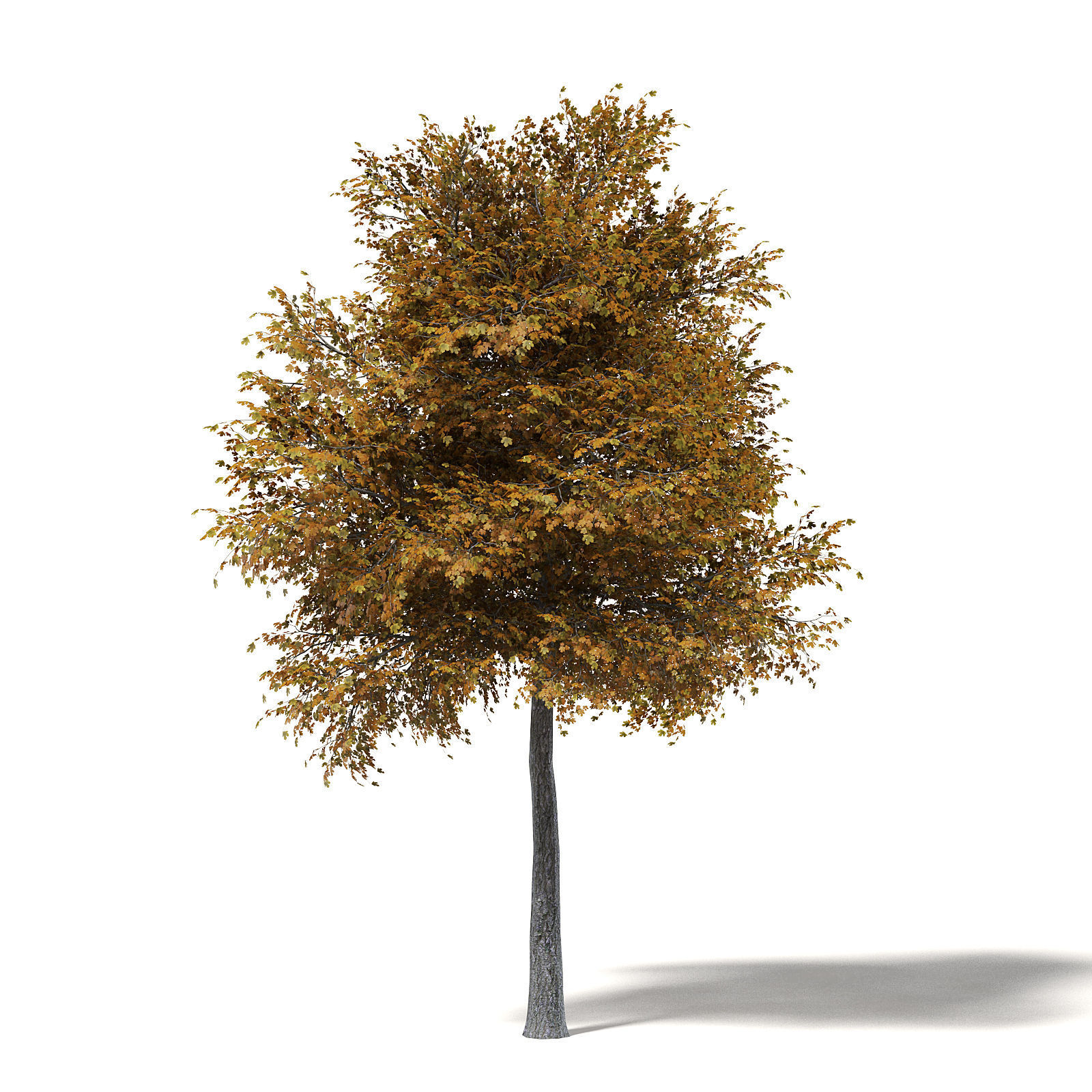 Field Maple 3D Model 9m 3D model | CGTrader
