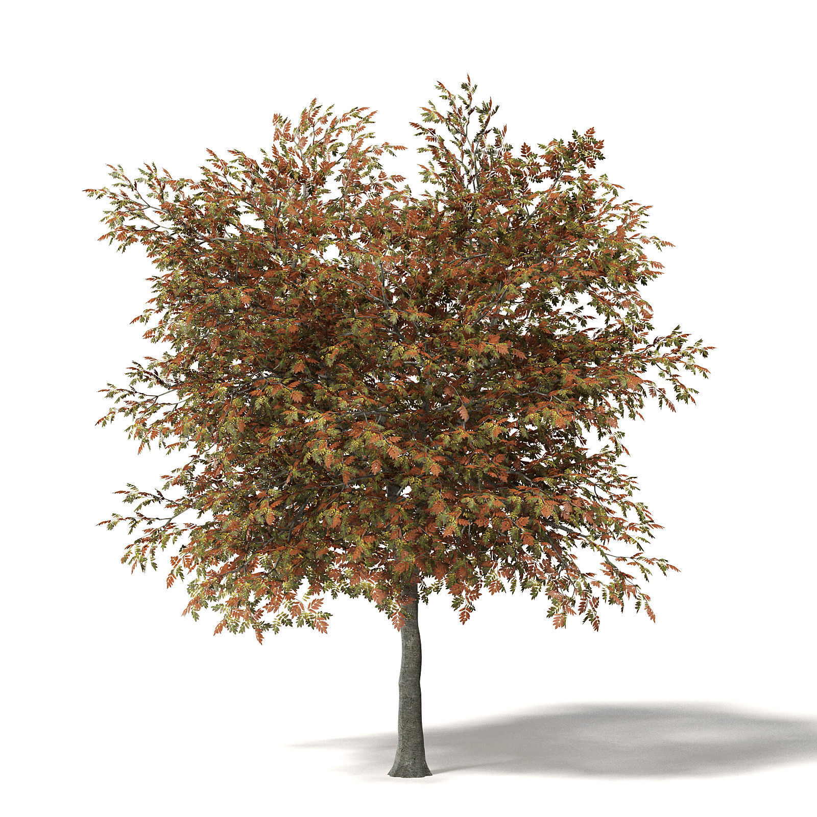 Mountain Ash 3D Model 7m 3D model | CGTrader