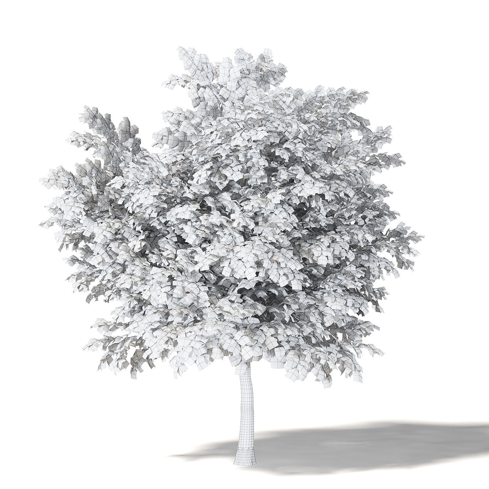 Mountain Ash 3D Model 7m 3D model | CGTrader