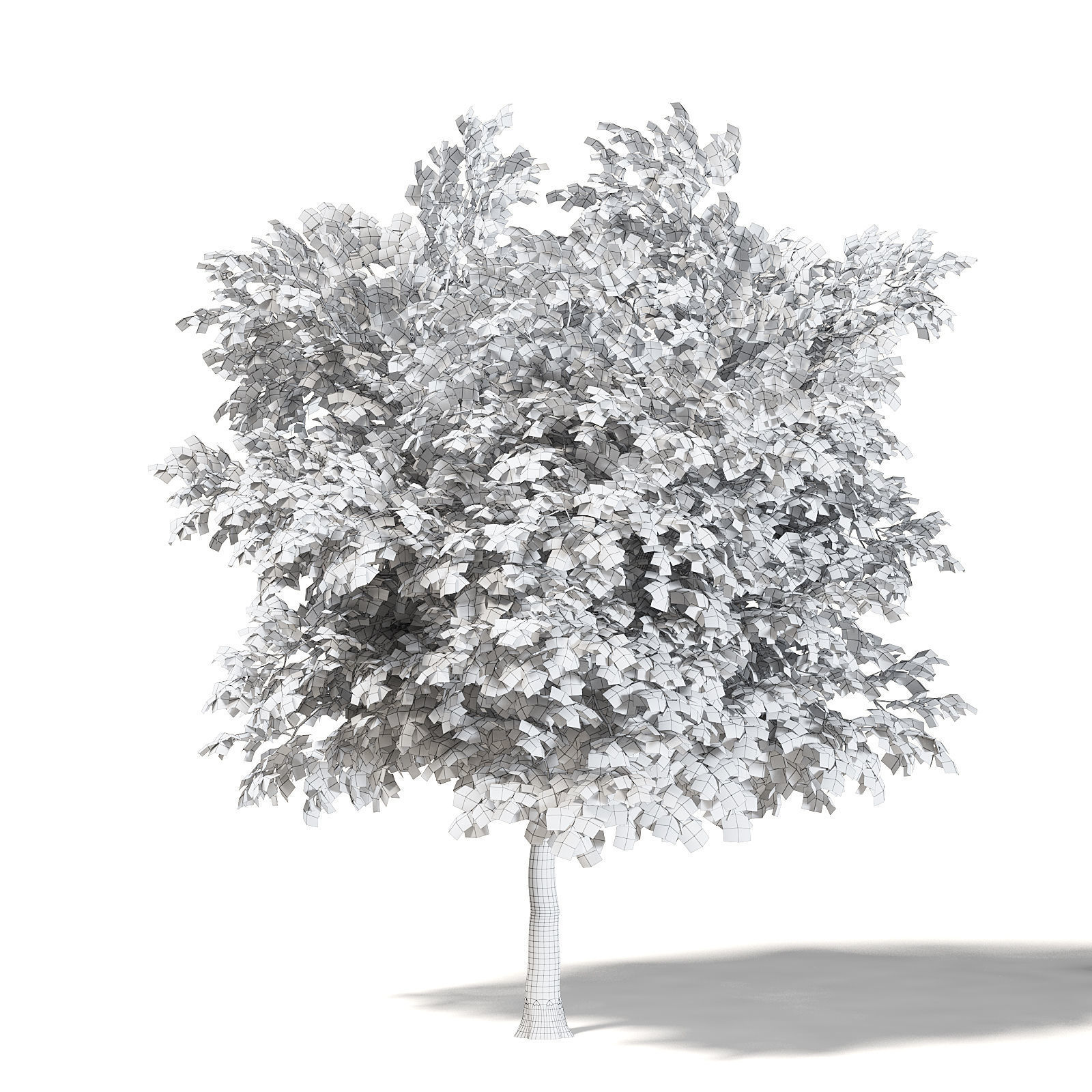 Mountain Ash 3D Model 7m 3D model | CGTrader