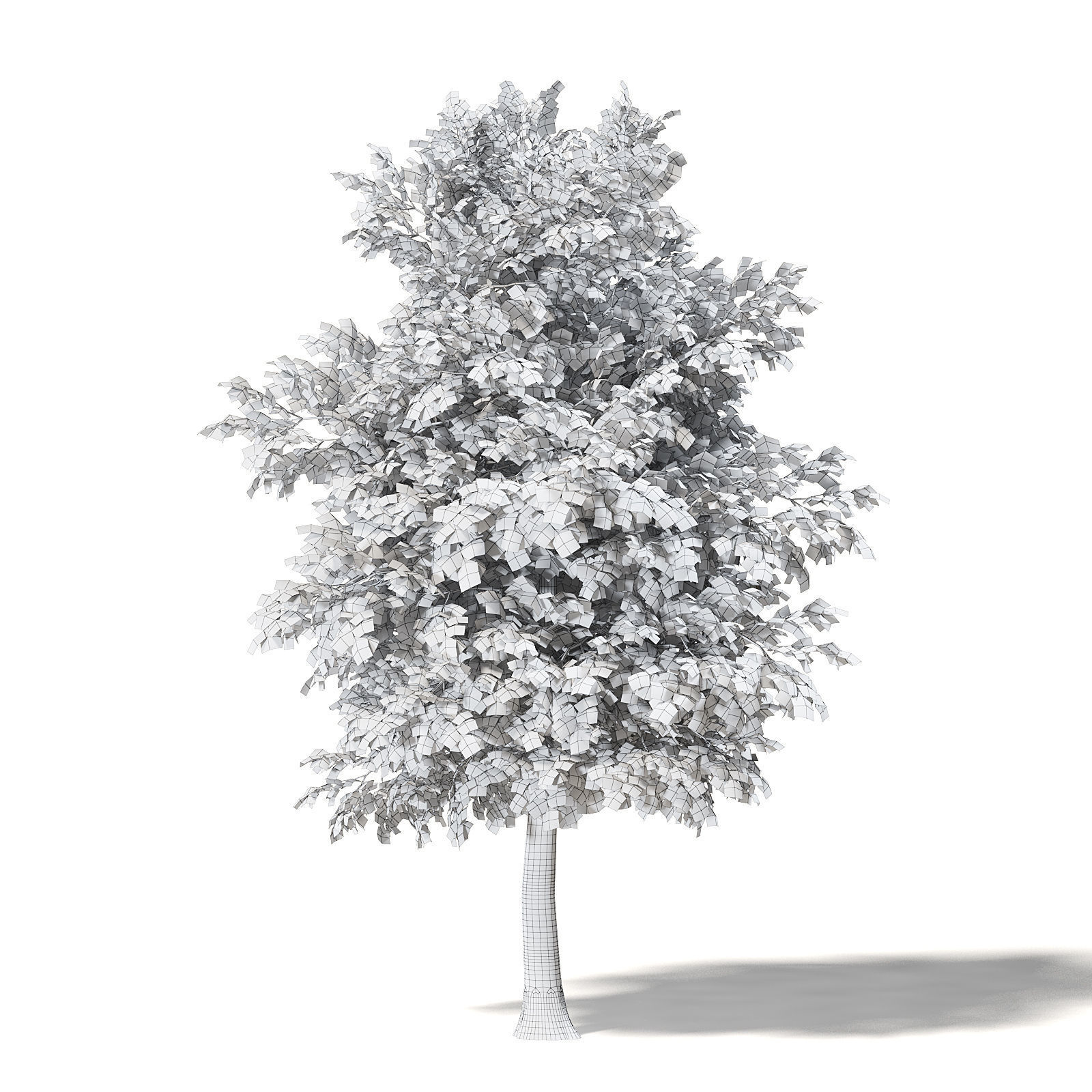 Mountain Ash 3D Model 6m 3D model | CGTrader