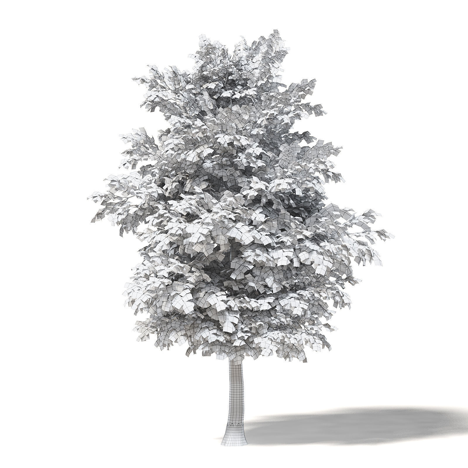 Mountain Ash 3D Model 6m 3D model | CGTrader
