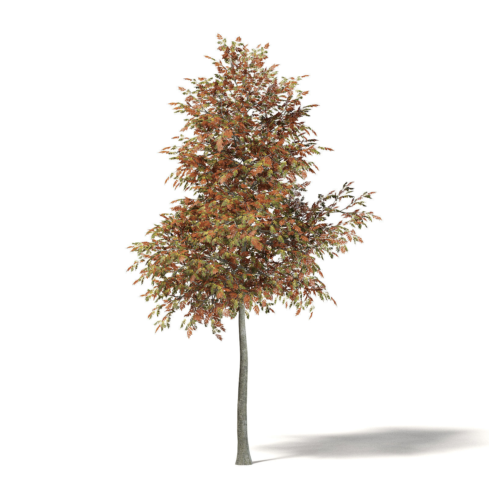 Mountain Ash 3D Model 5m 3D model | CGTrader