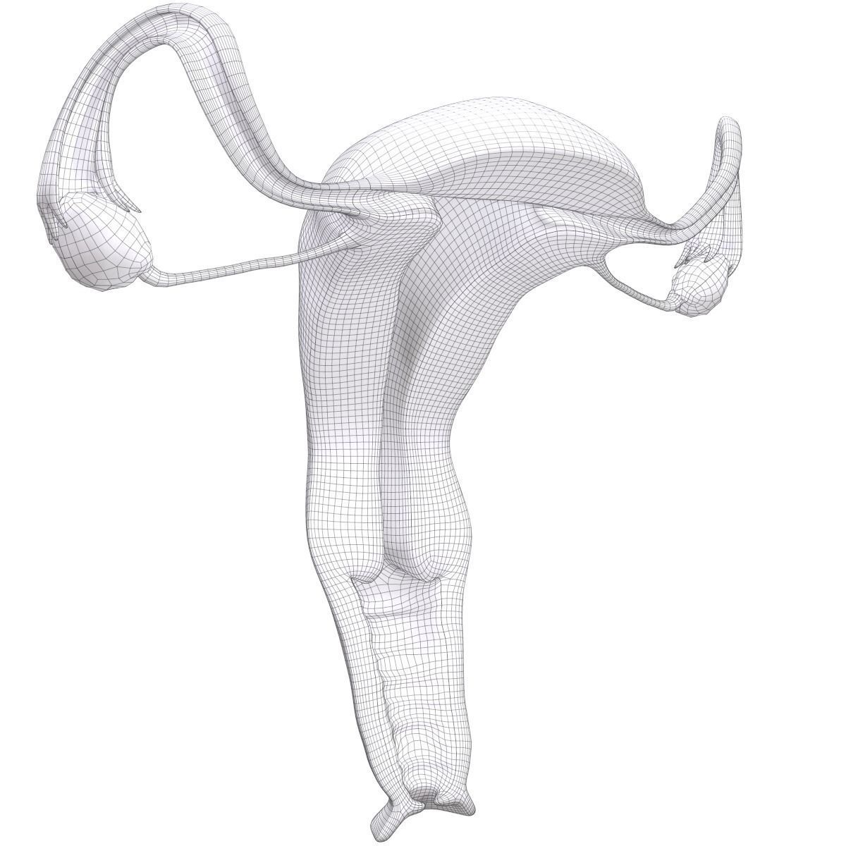 Female Reproductive System Section 3d Model Cgtrader
