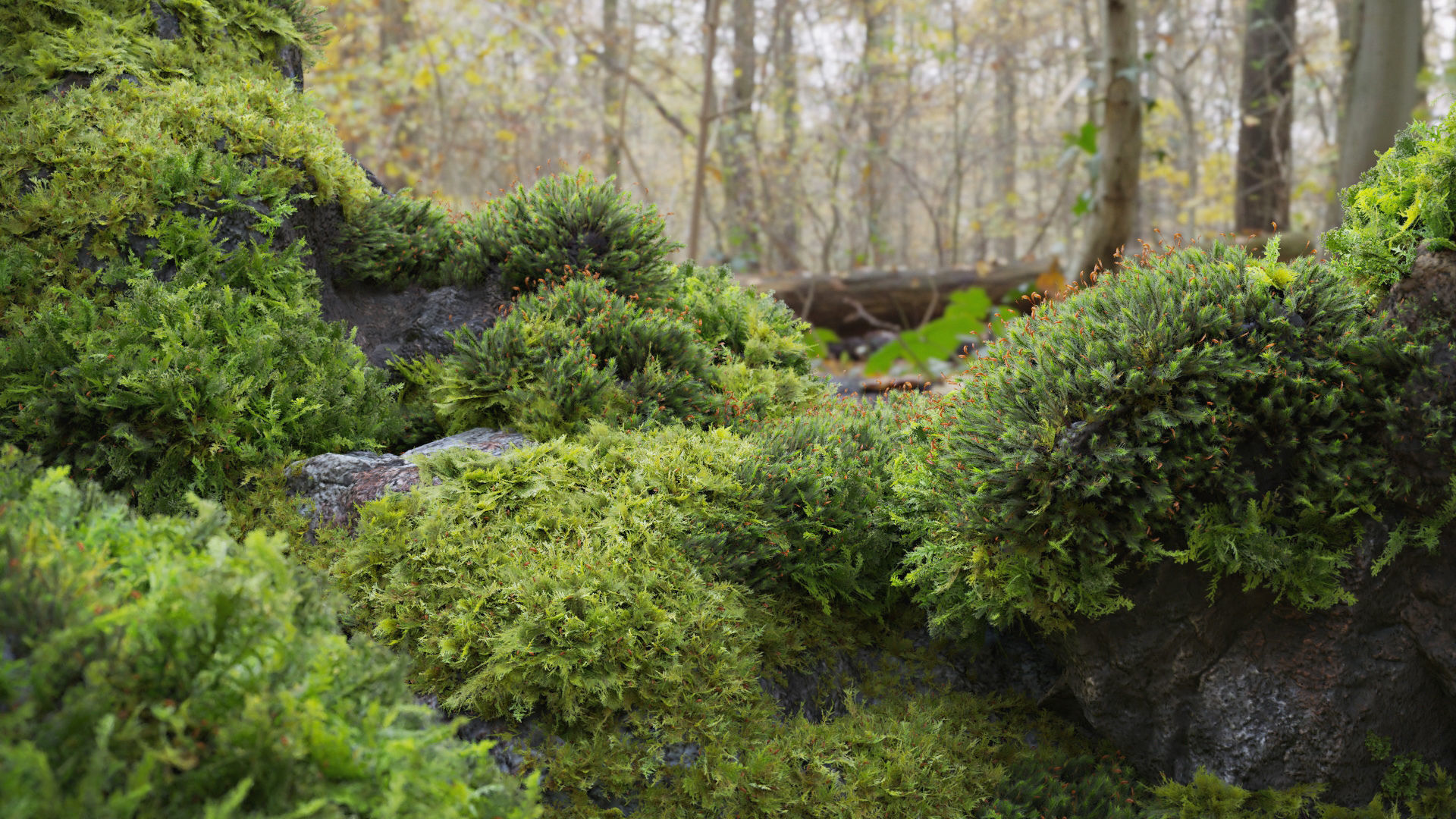 3D model Moss 7 Species and Stones - PBR Asset Kit VR / AR / low-poly ...