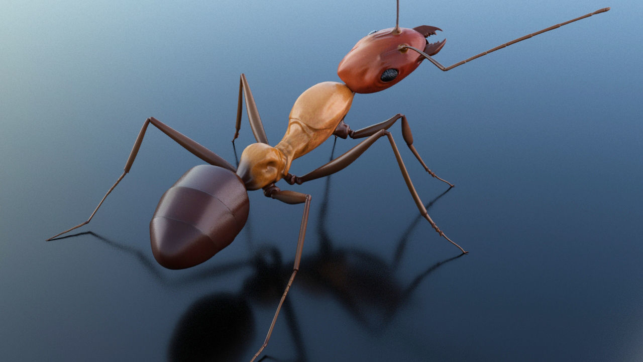 3D model Ant 3D Rig VR / AR / low-poly | CGTrader