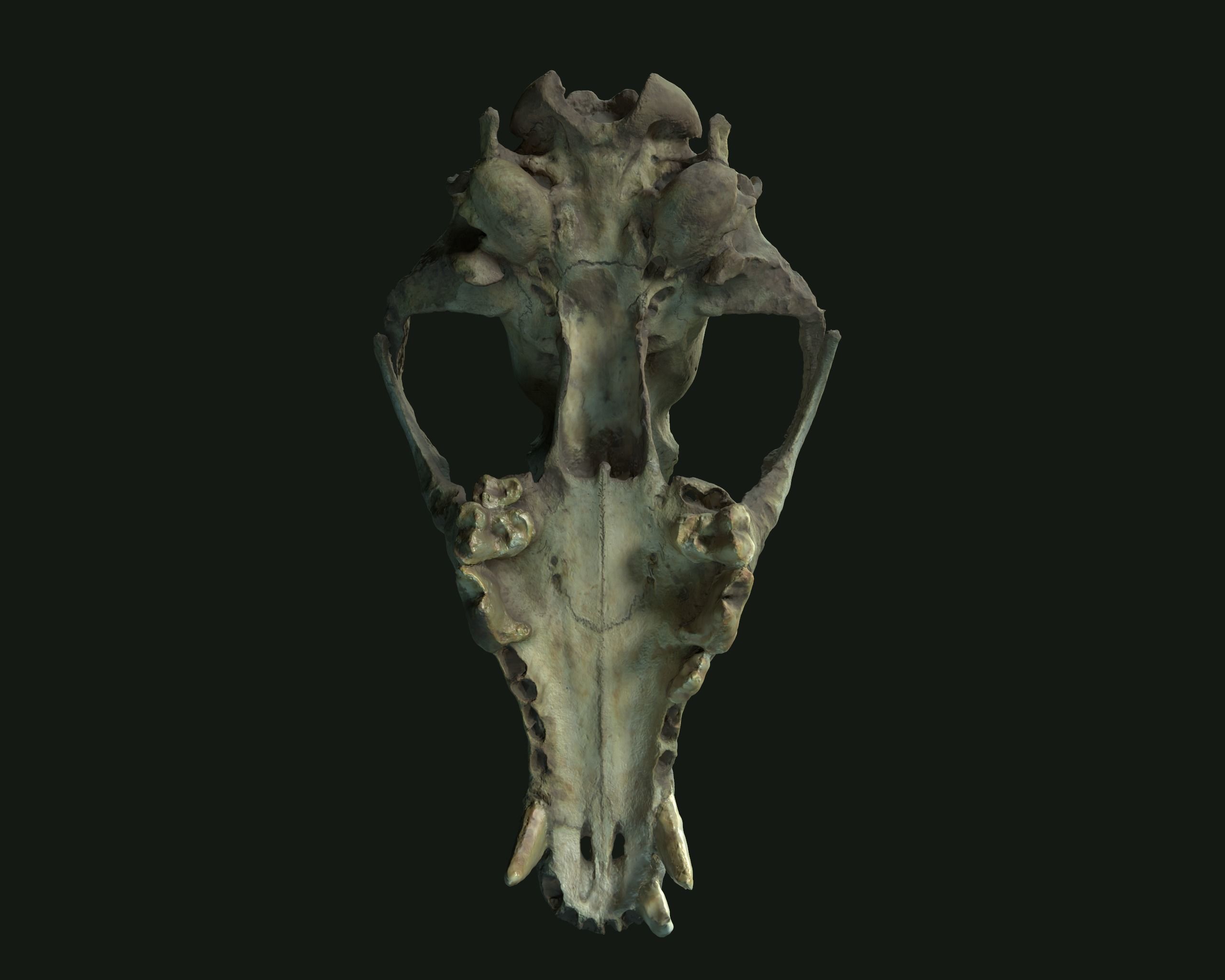 3D model Deadly Skull 02 VR / AR / low-poly | CGTrader
