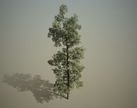 Free Pine tree 3D Models | CGTrader