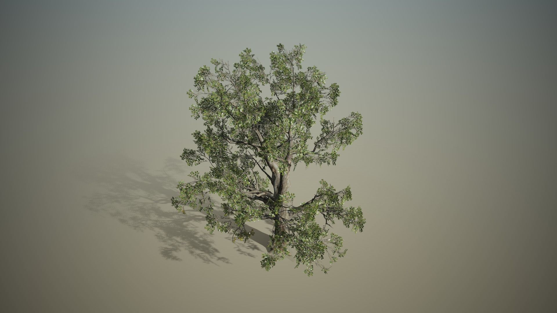 Broadleaf - Hero field free 3D model | CGTrader