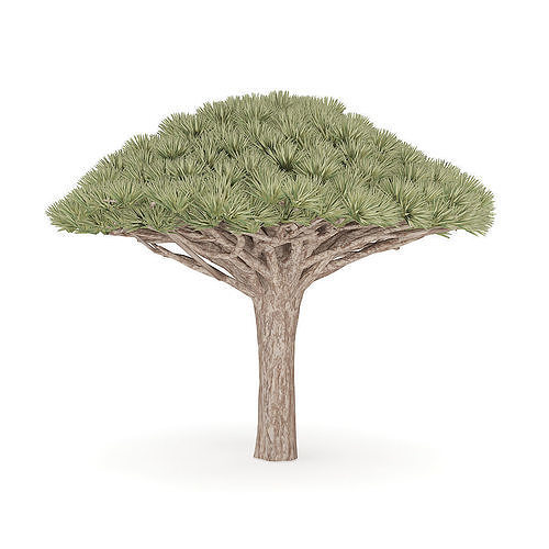 Dracaena Dragon Tree 3D model animated | CGTrader