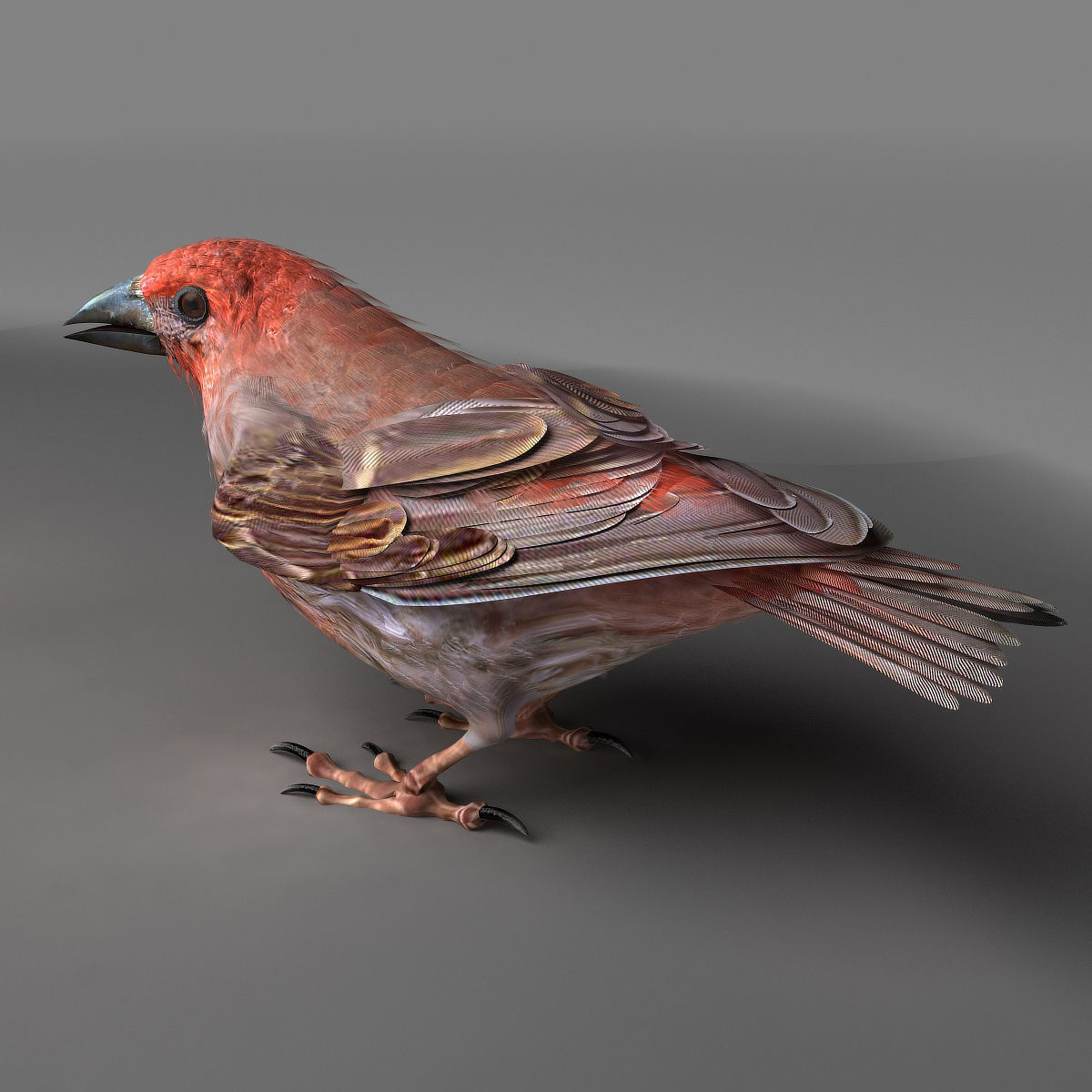 3D model House finch - rigged - animated - Standard PBR VRAY VR / AR ...