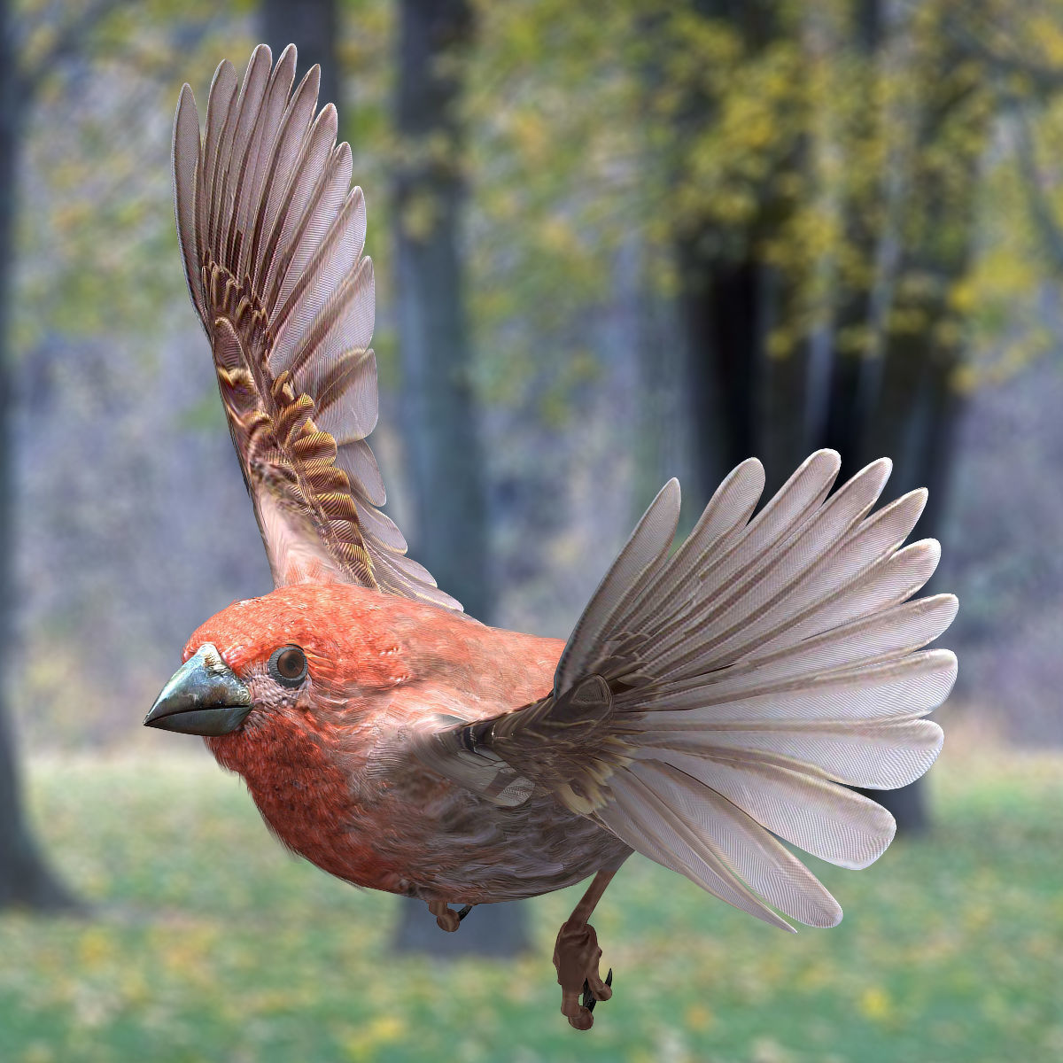 3D model House finch - rigged - animated - Standard PBR VRAY VR / AR ...