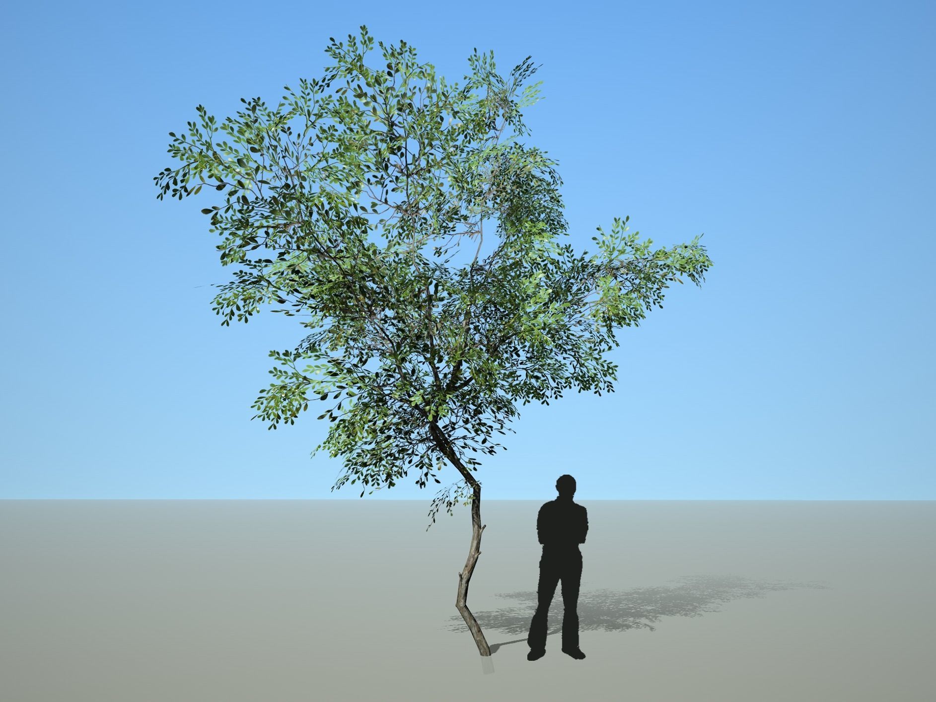 Trees - Pack 1 3D model | CGTrader