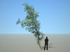 Trees - Pack 1 3D model | CGTrader