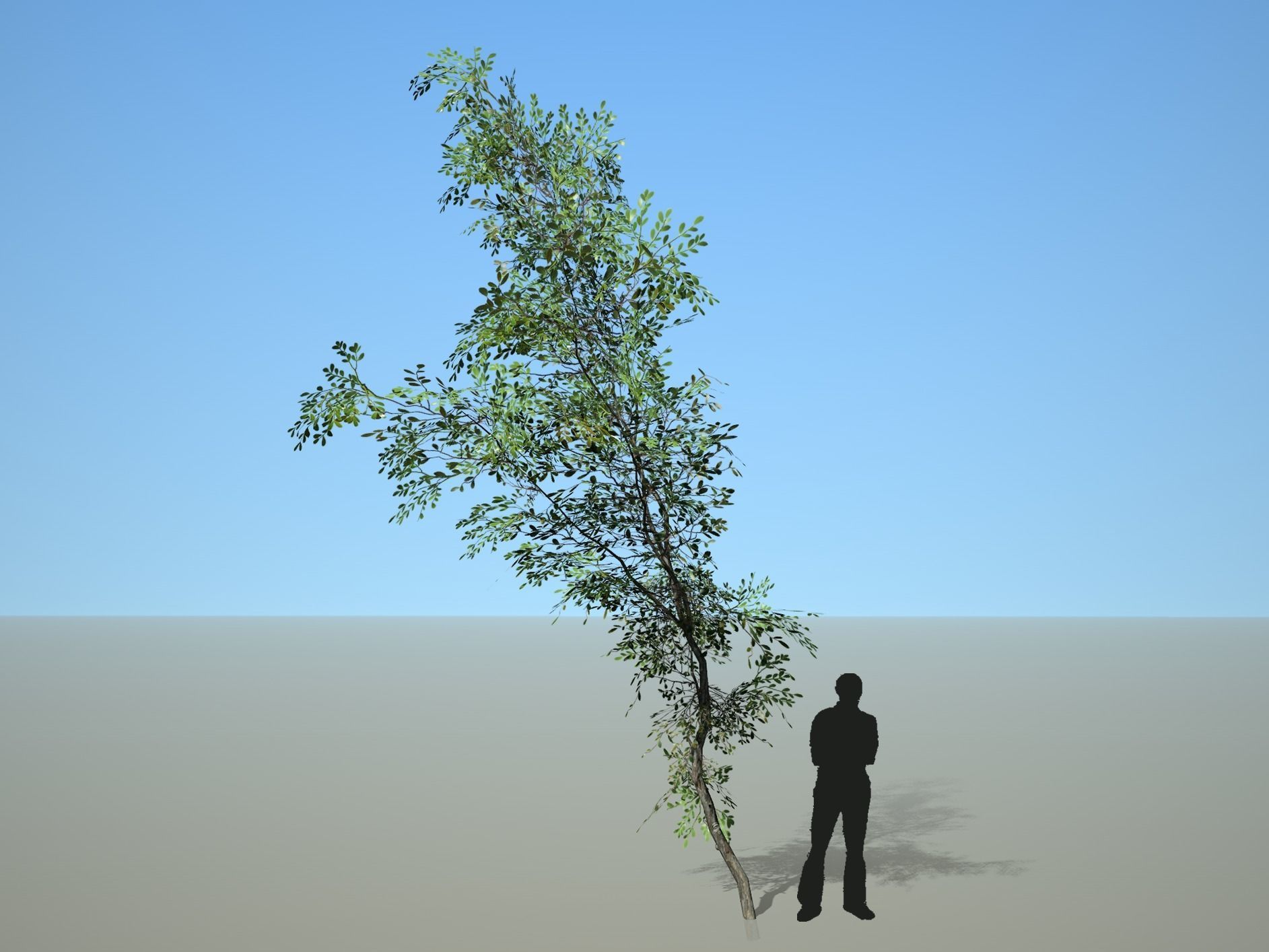 Trees - Pack 1 3D model | CGTrader
