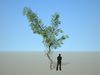 Trees - Pack 1 3D model | CGTrader