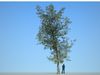 Trees - Pack 1 3D model | CGTrader