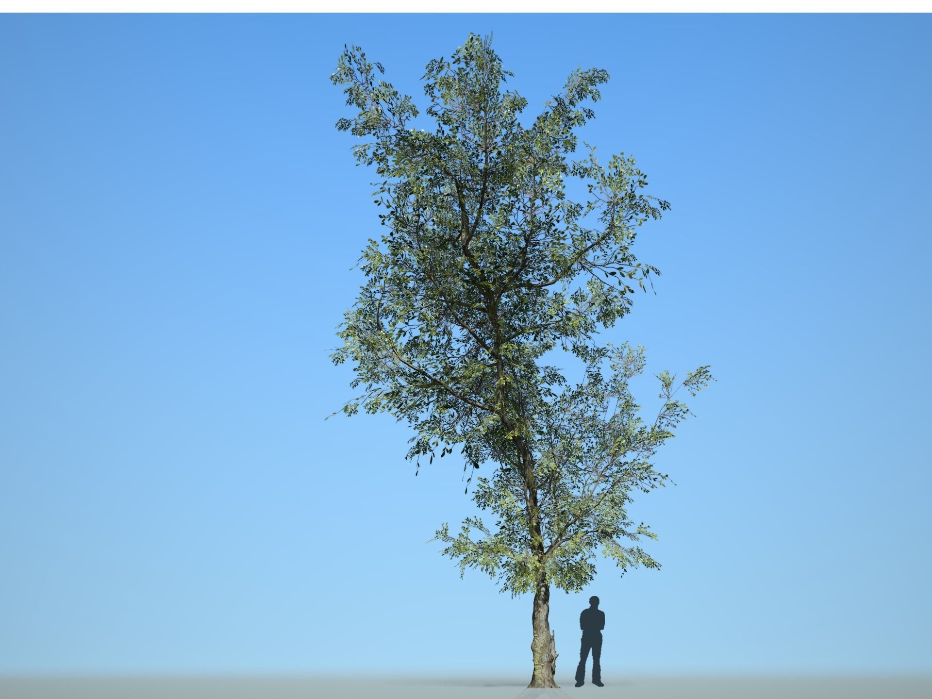 Trees - Pack 1 3D model | CGTrader