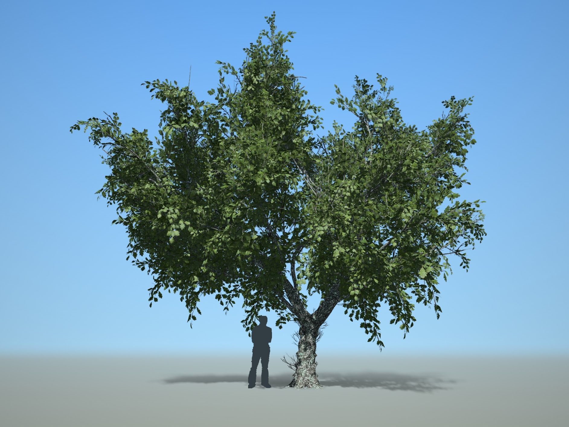 Trees - Pack 1 3D model | CGTrader