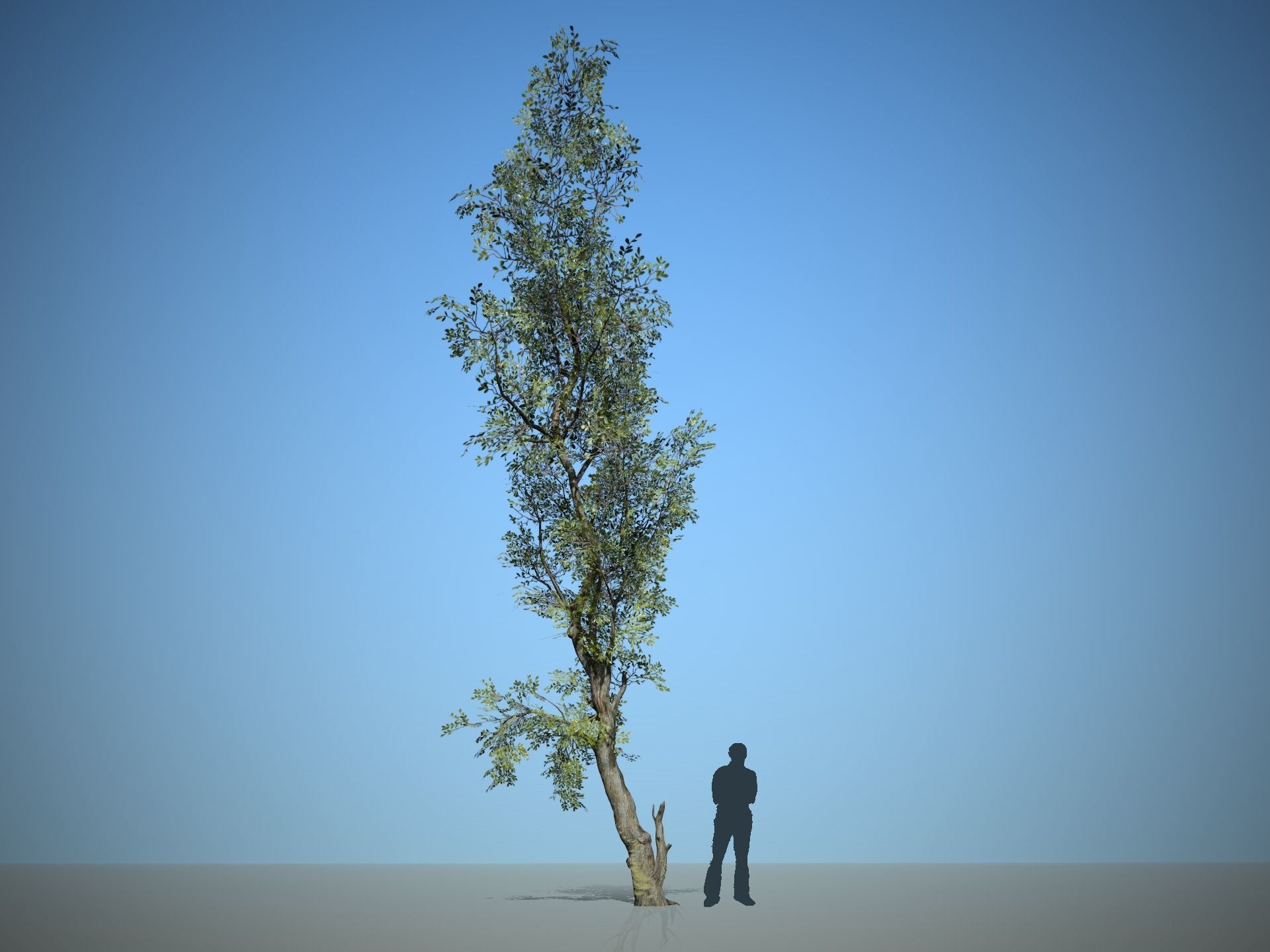 Trees - Pack 1 3D model | CGTrader