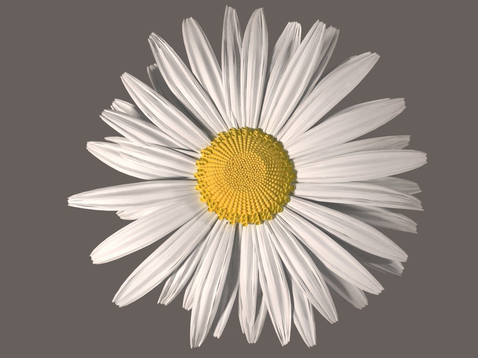 Daisy Flower 3D model | CGTrader