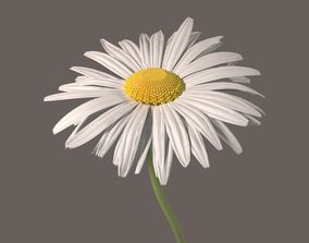 Daisy 3D Models | CGTrader