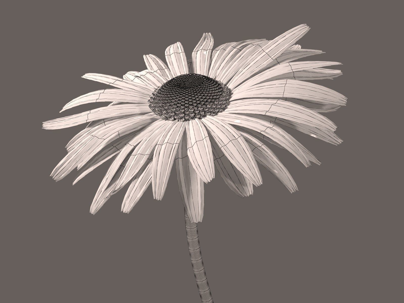 Daisy Flower 3D model | CGTrader