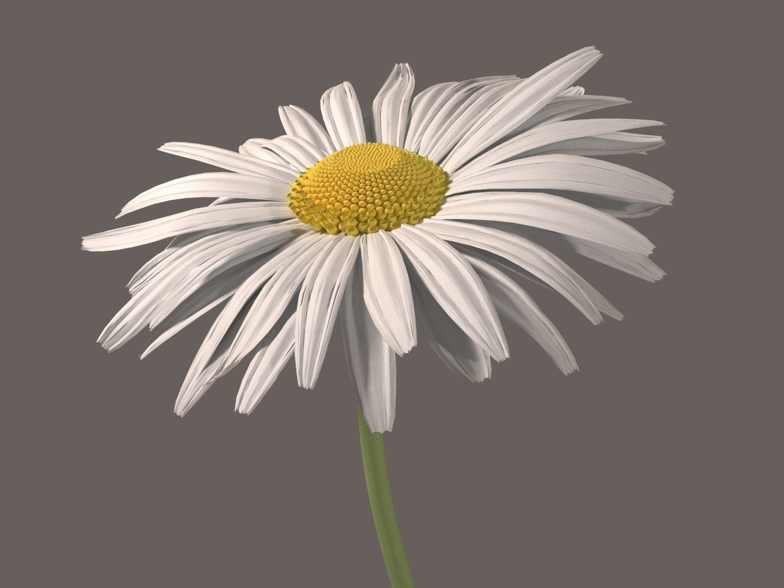 Daisy Flower 3D model | CGTrader